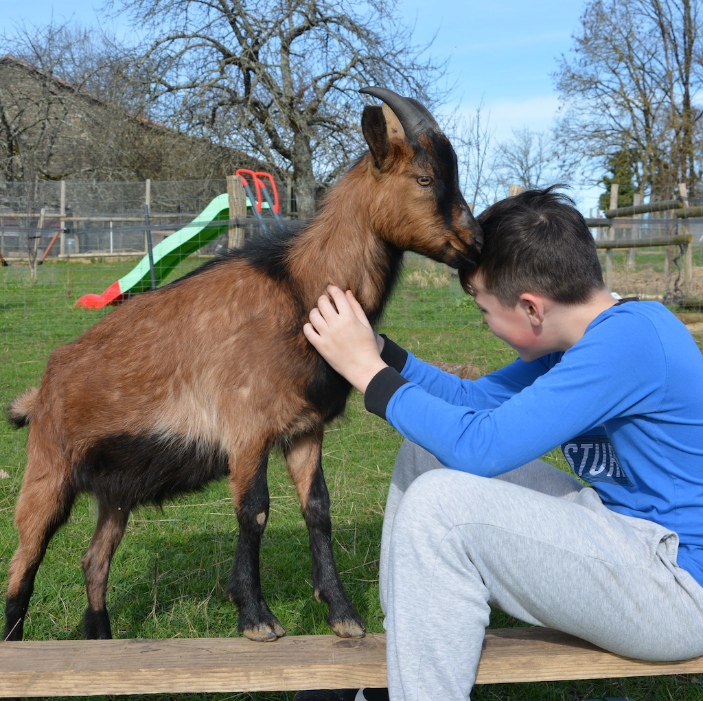Découvrez les boucs du refuge L'Autre Ferme